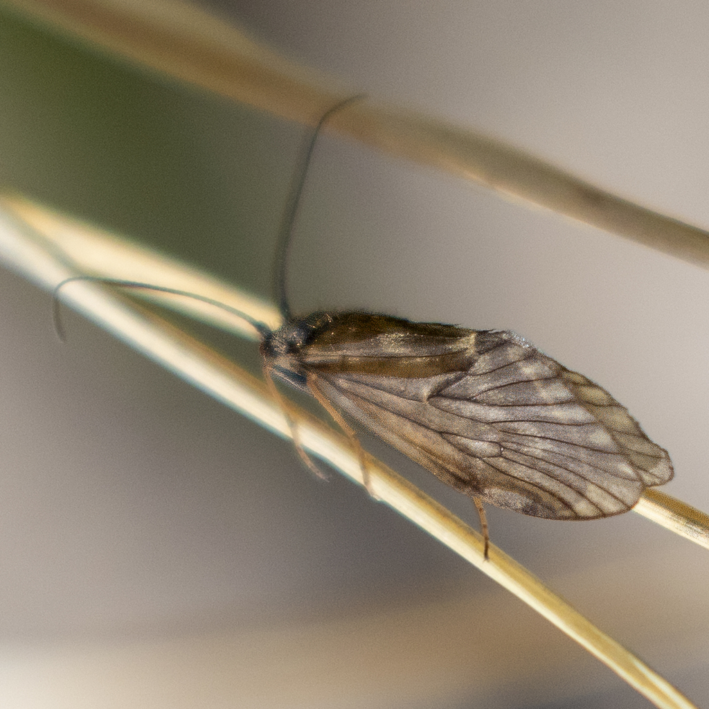 Grannom Caddisflies from 6 miles SE of Meeker, Rio Blanco County, CO ...