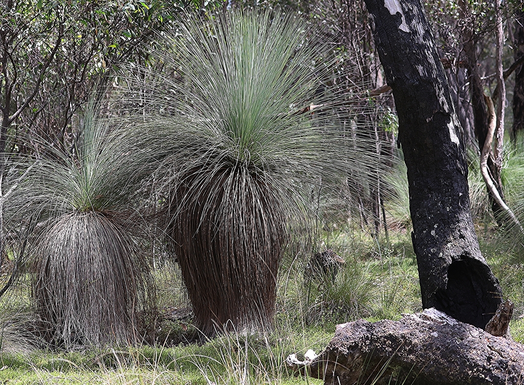 Austral Grass-tree from Staughton Vale VIC 3340, Australia on February ...