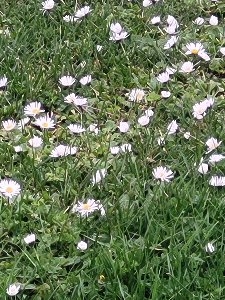 Lawn daisy from Sacramento, CA 95827, USA on February 20, 2024 at 04:39 ...