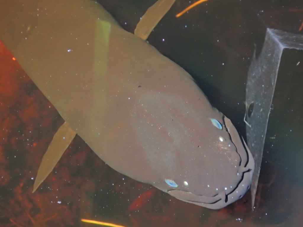 New Zealand Longfin Eel in February 2024 by cdfromi · iNaturalist