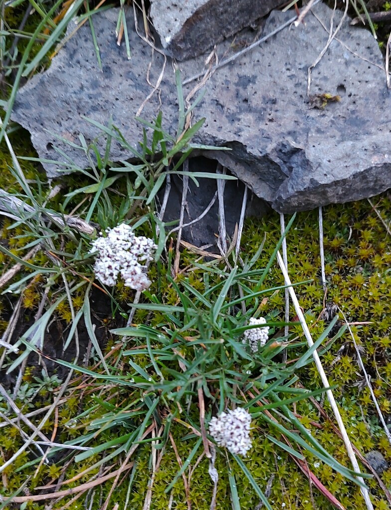 Gorman's Biscuitroot from Pullman, WA 99163, USA on February 9, 2024 at ...