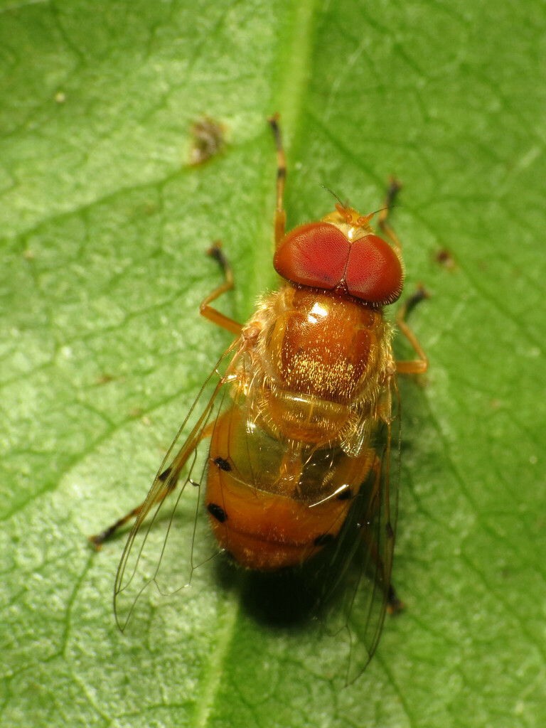 Six-spotted Bromeliad Fly from Northeast Washington, Washington, DC ...