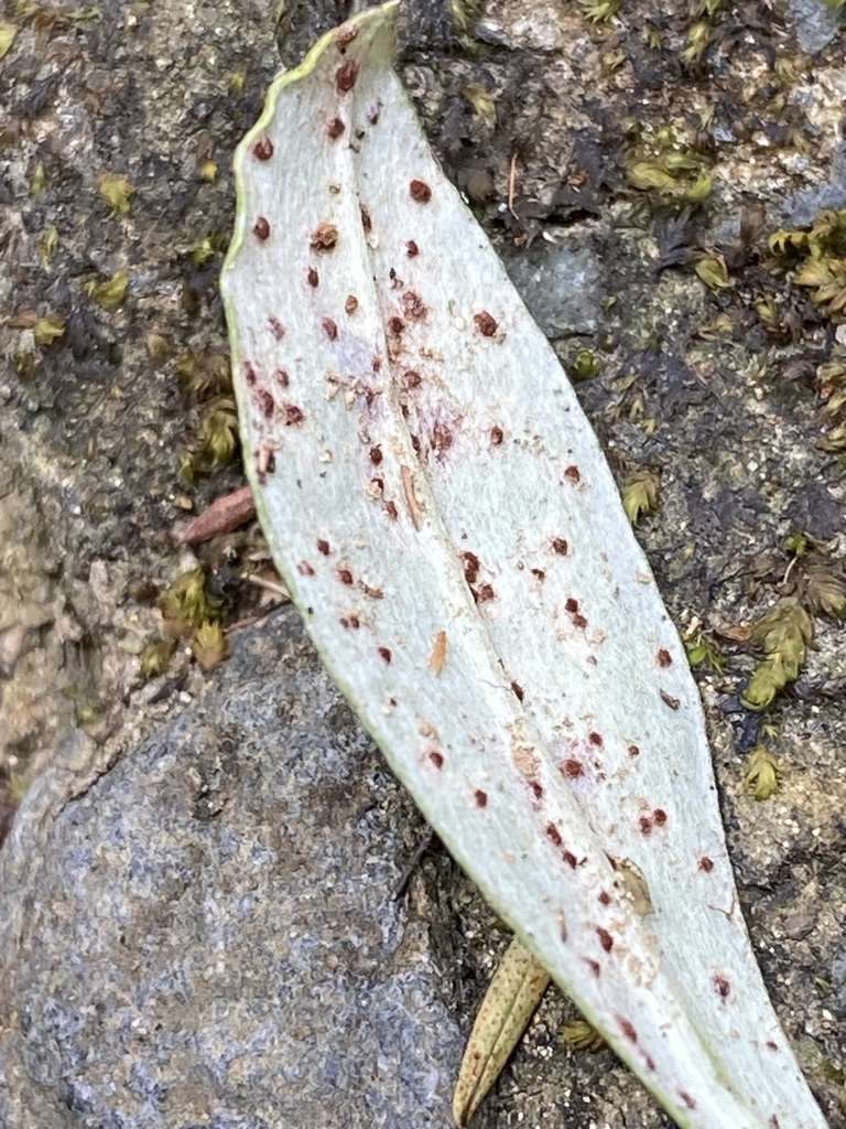 rust fungi from North Shore, Hauraki, Auckland, New Zealand on February ...