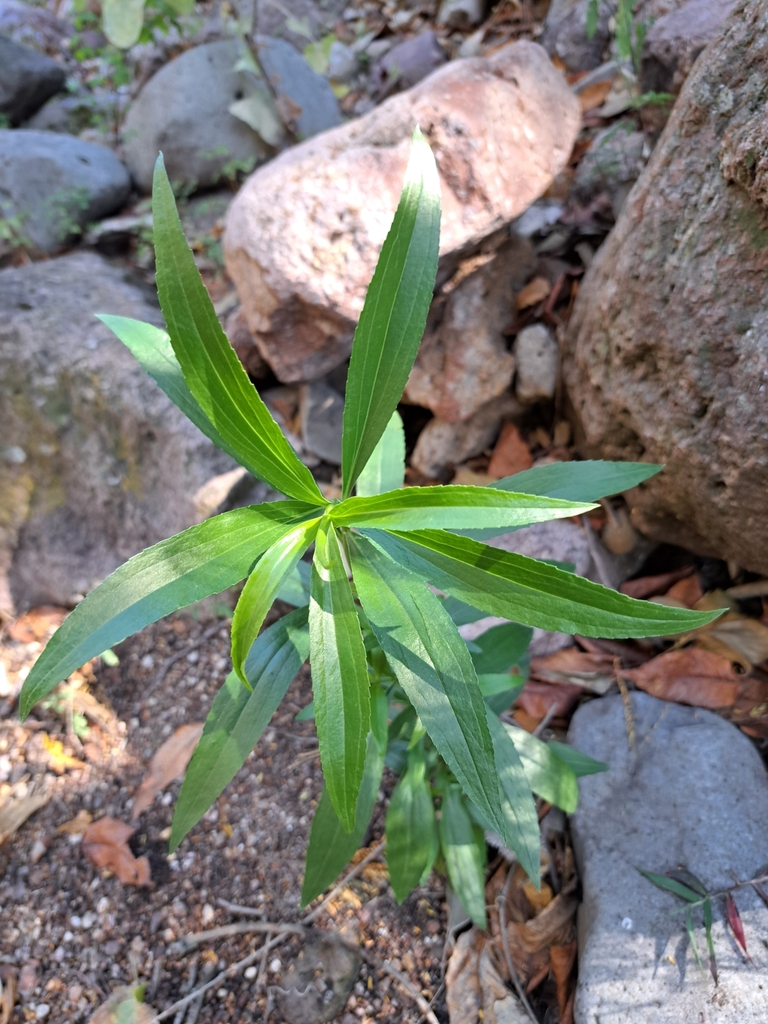 Willow Ragwort from 47598 Jal., México on February 18, 2024 at 09:35 AM ...