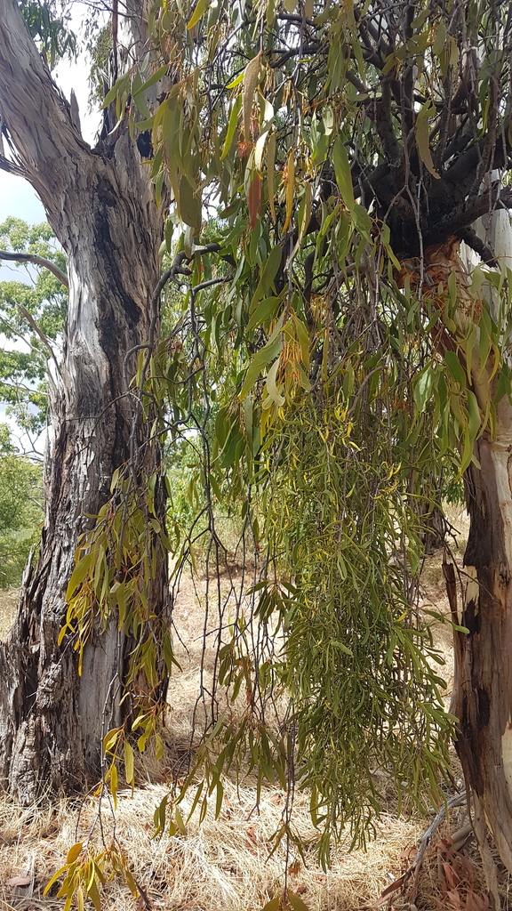 Lysiana exocarpi exocarpi from Adelaide SA, Australia on March 8, 2023 ...