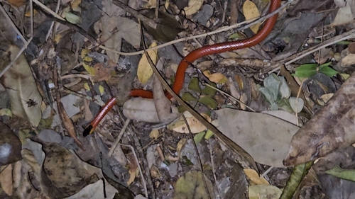 Variable Coralsnake (Micrurus diastema) - Snakes and Lizards
