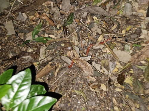 Variable Coralsnake (Micrurus diastema) - Snakes and Lizards