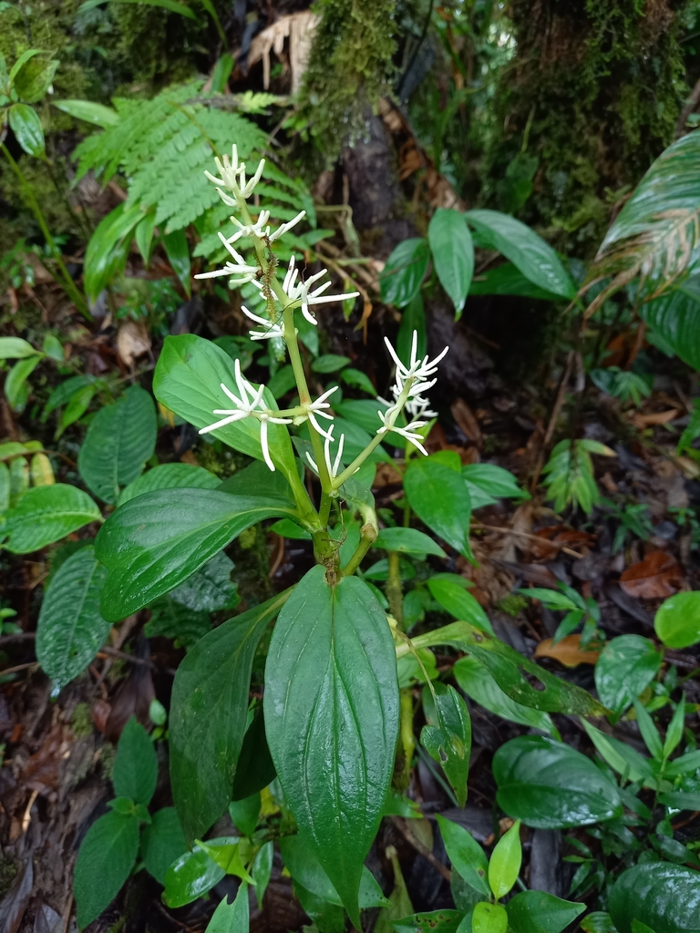 Peperomia poasana from Puntarenas Province, Monteverde, Costa Rica on ...