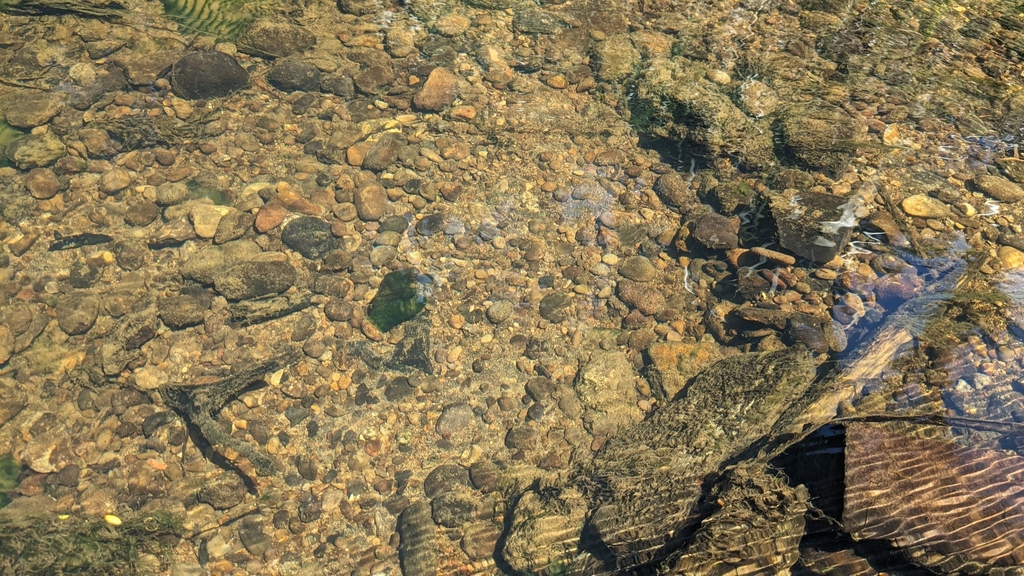 Common Bully from Auckland 0781, New Zealand on February 21, 2024 at 02 ...