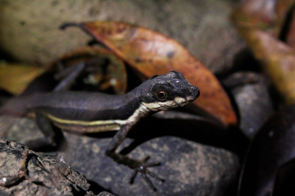 Stream Anole from Heredia, Sarapiquí, Costa Rica on February 13, 2024 ...