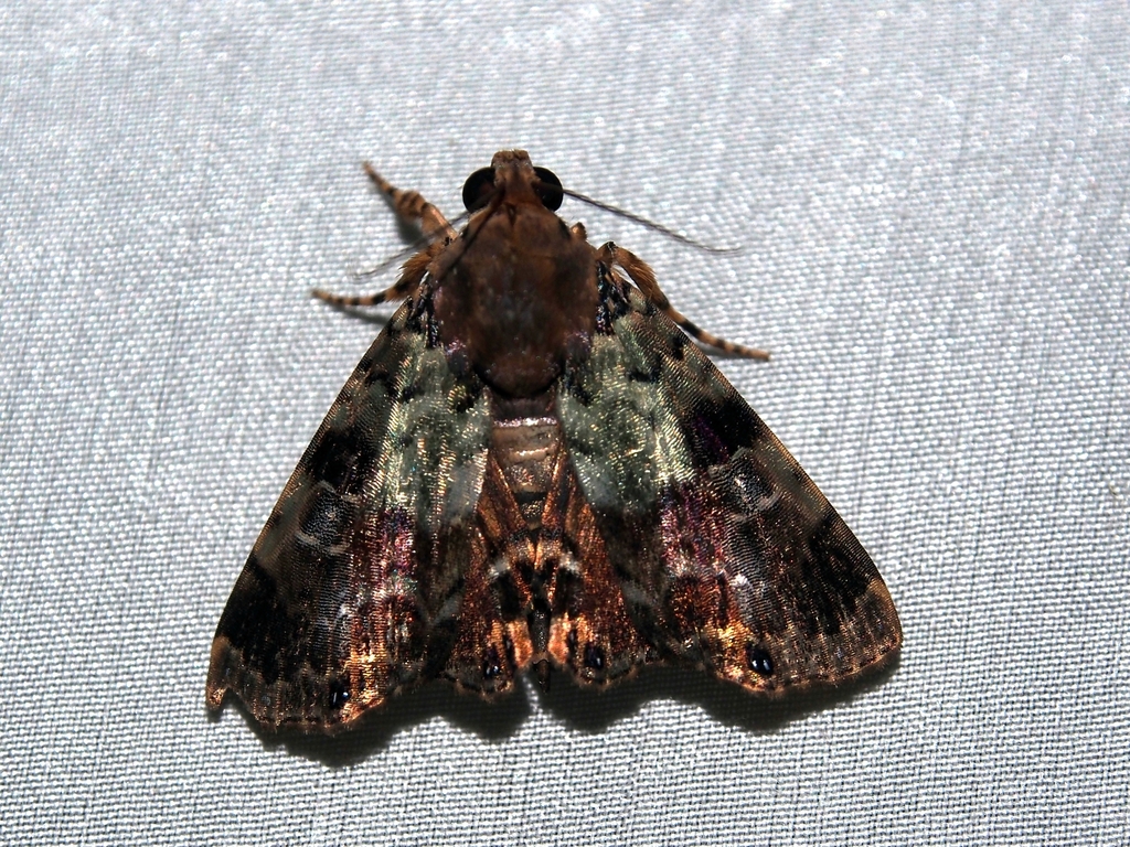 Dyops (Insectos PEVA (Parque Ecológico Volcán Arenal)) · iNaturalist