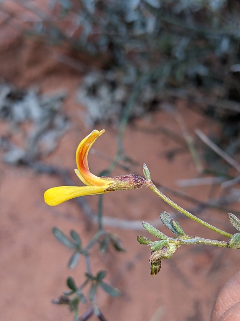 shrubby deervetch from Ivins, UT, USA on February 18, 2024 at 04:47 PM ...