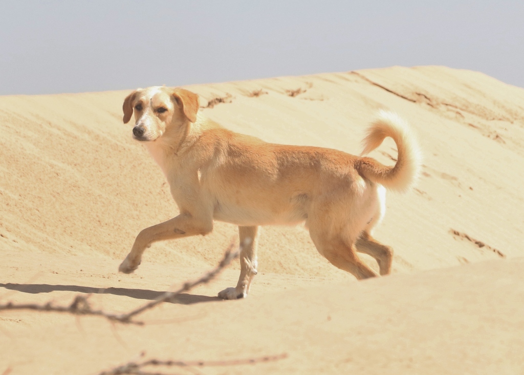 Western Domestic Dog from Mshayrif - Abu Dhabi - United Arab Emirates ...