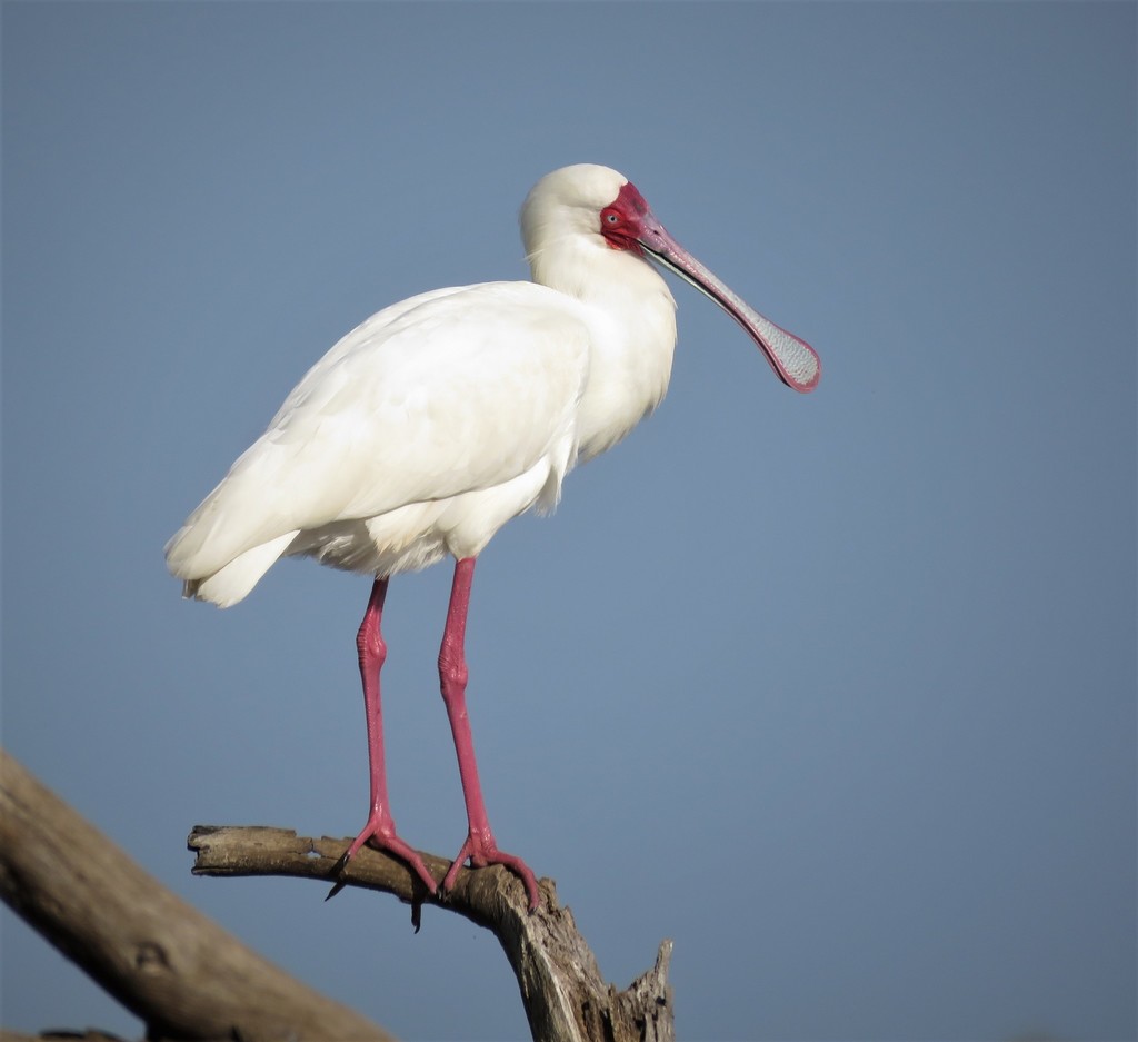 African Spoonbill (Platalea alba) - Avian Discovery
