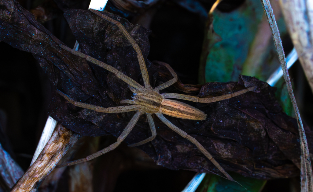 Oblong Running Spider from Hardin Hall, Lincoln, NE 68503, USA on ...