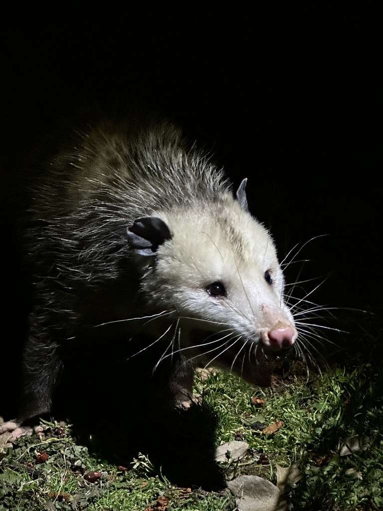 Virginia Opossum from W 58th St, Kansas City, MO, US on February 20 ...