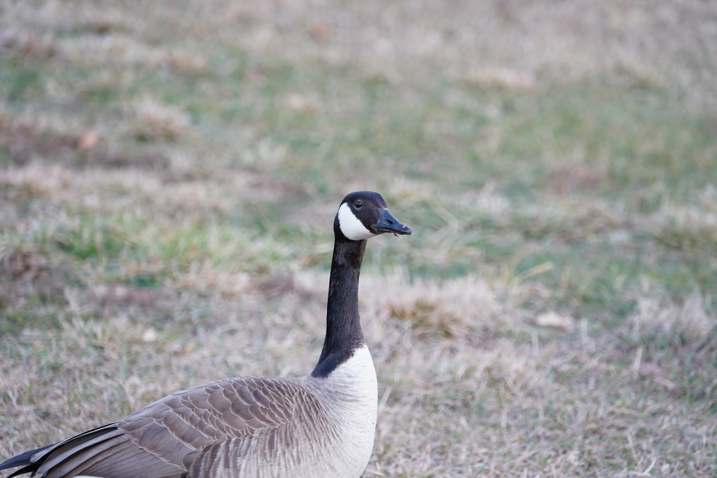 Canada Goose from Trago Park, N 22nd St & U St, Lincoln, NE 68503, USA ...