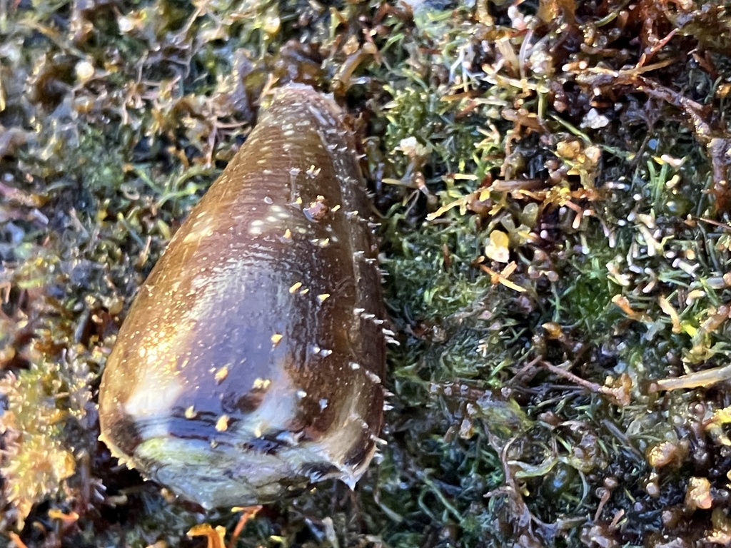 Rat Cone from North Pacific Ocean, Kailua-Kona, HI, US on February 20 ...