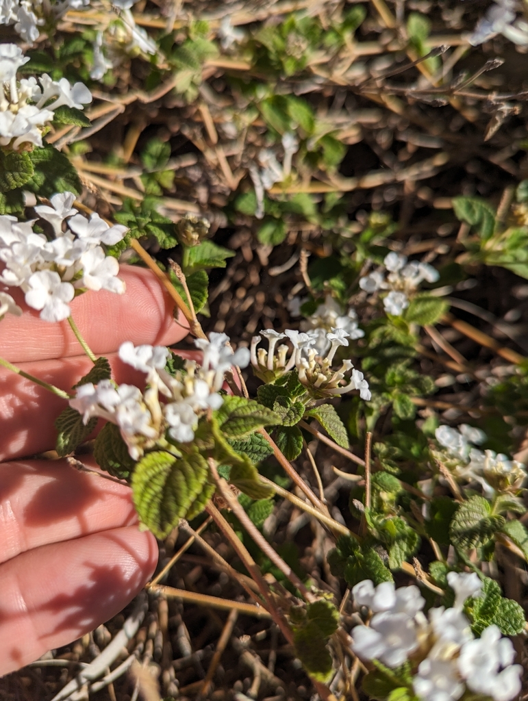 Velvet Lantana from Blvd Enrique Mazon Lopez. 1083 La Victoria, 83304 ...