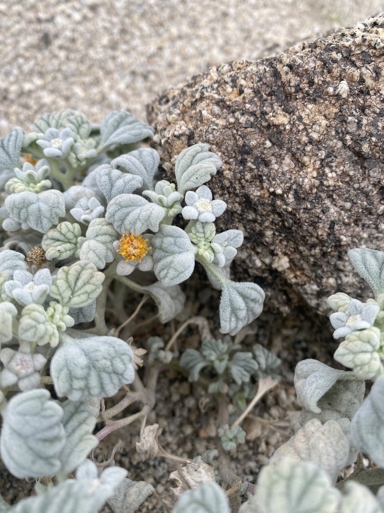 Turtleback from Ironwood County Club, Indian Wells, CA, US on February ...