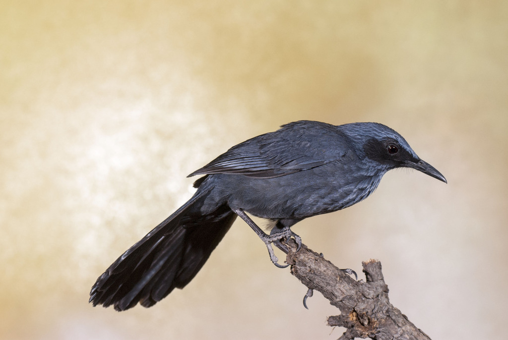 Blue Mockingbird (Melanotis caerulescens) - Avian Discovery