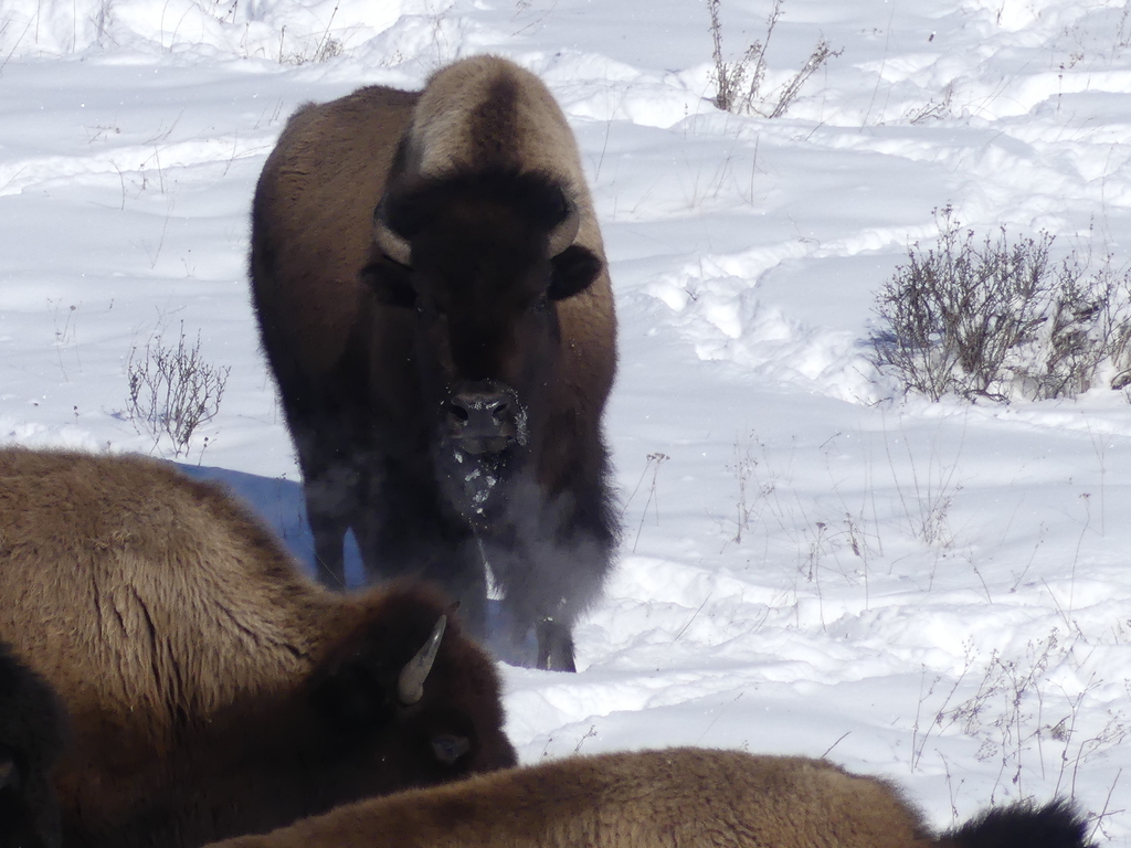 American Bison from Park County, WY, USA on February 17, 2024 at 11:32 ...