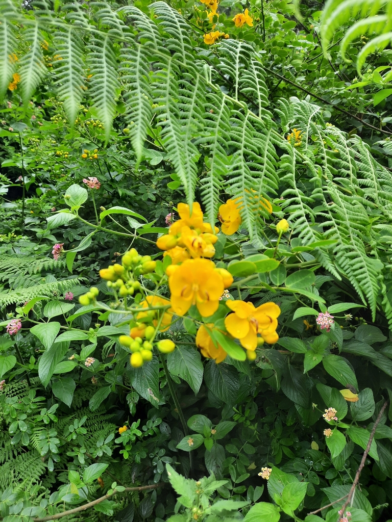 Christmas Senna from Otford Rd Opp Georges Rd, Otford NSW 2508 ...