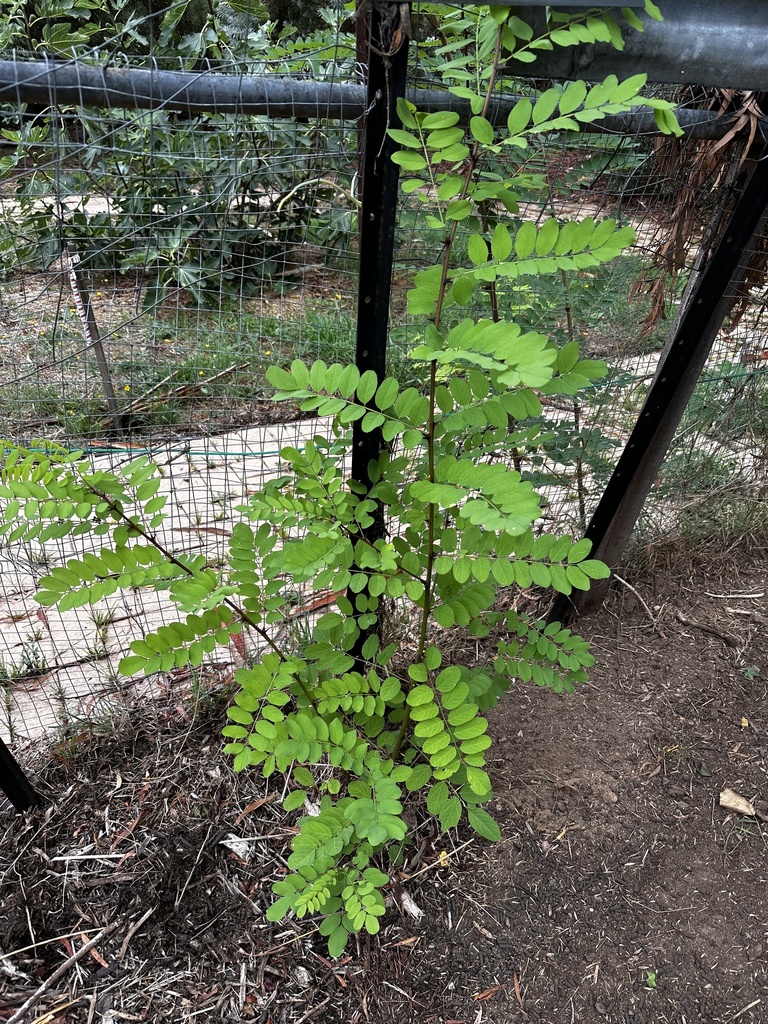black locust from Sutton, NSW, AU on February 22, 2023 at 09:13 AM by ...