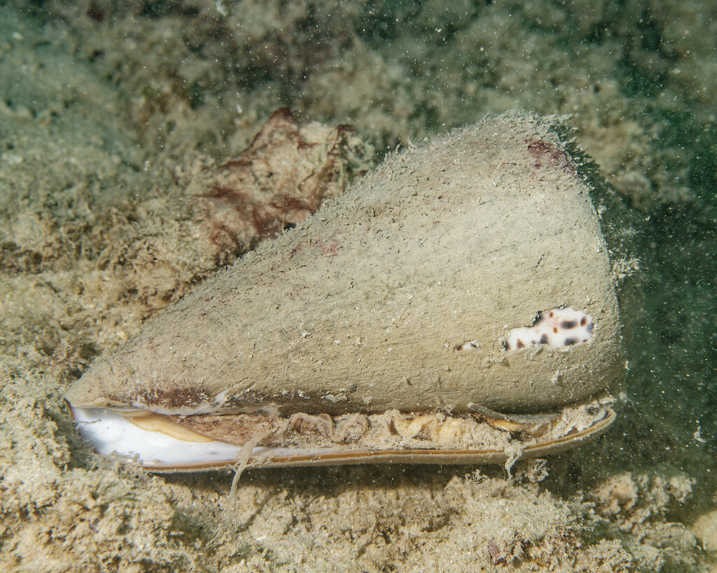 Leopard Cone from Honolulu County, HI, USA on February 19, 2024 at 03: ...