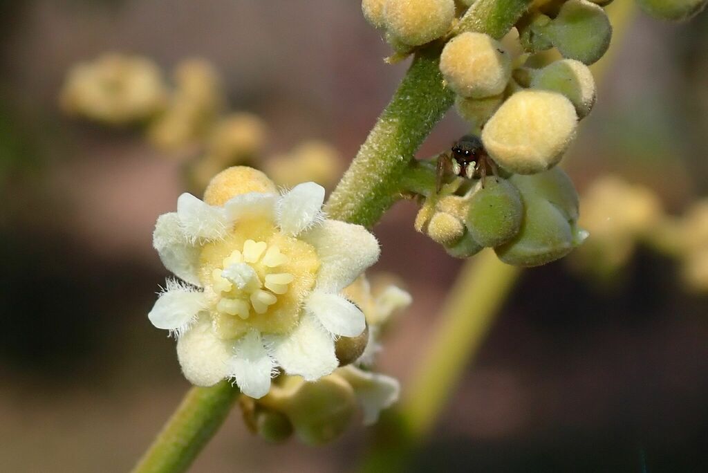 Longan from 1-Ban Phon Ngam, Udon Thani, Thaïlande on February 15, 2024 at 11:03 AM by Didier ...