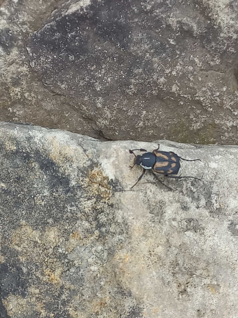 Stripsipher jansoni from Joe Gqabi, ZA-EC, ZA on February 15, 2024 at ...