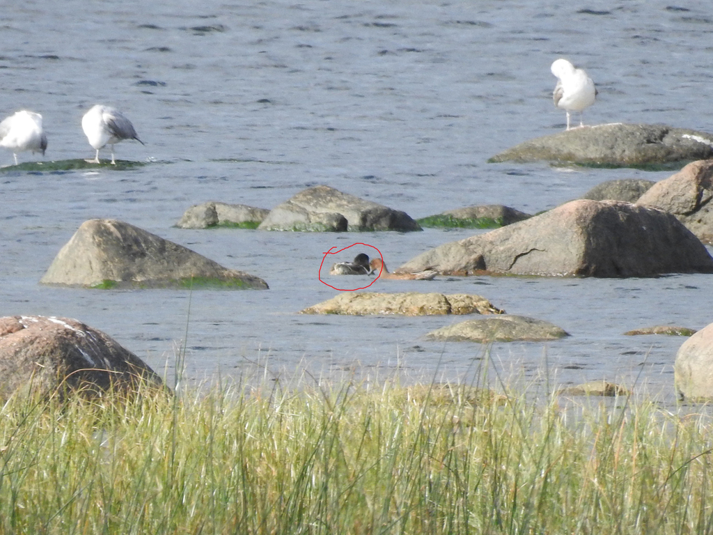 Common Eider in September 2023 by Sergey Tsyplakov · iNaturalist