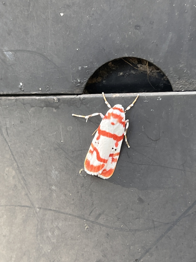 Cyana hamata in February 2024 by Nakatada Wachi · iNaturalist