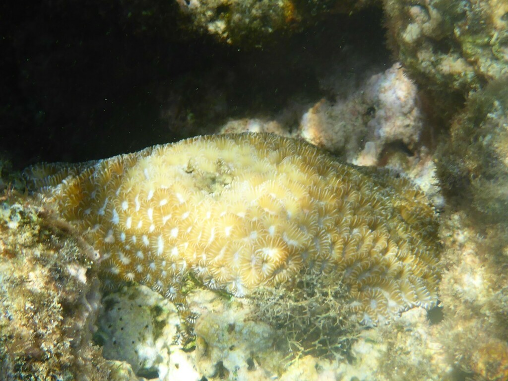 Merulinidae from Région de Cairns, Queensland, Australie on August 13 ...