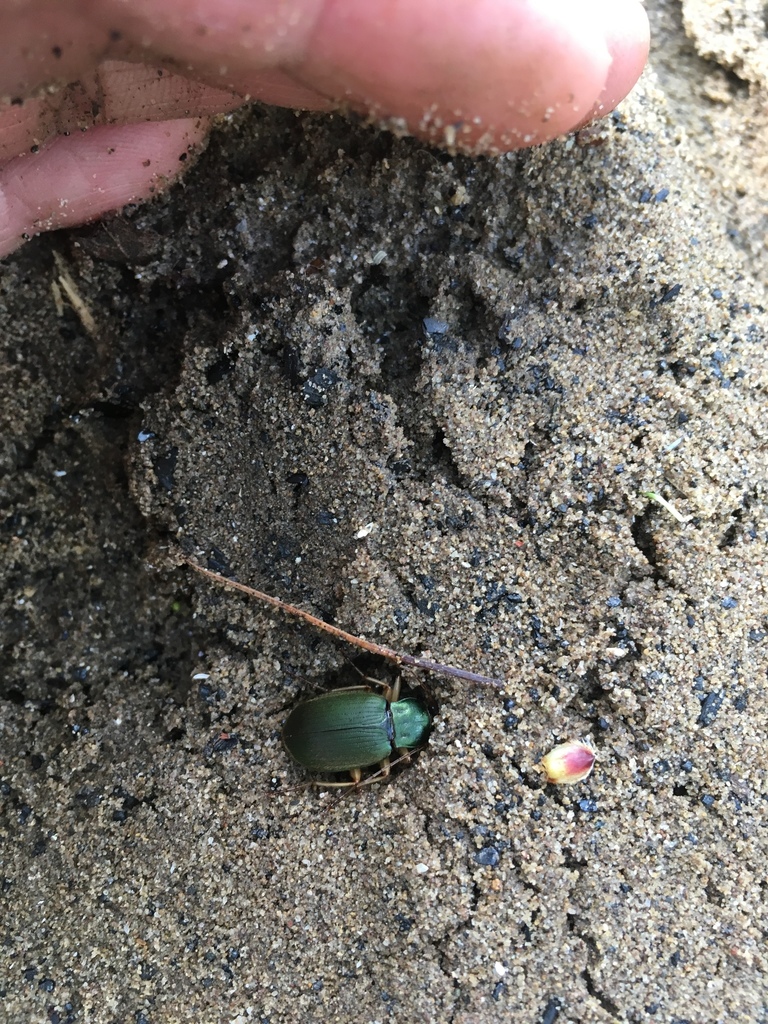 Green Pubescent Ground Beetle from Chesapeake & Ohio Canal National ...