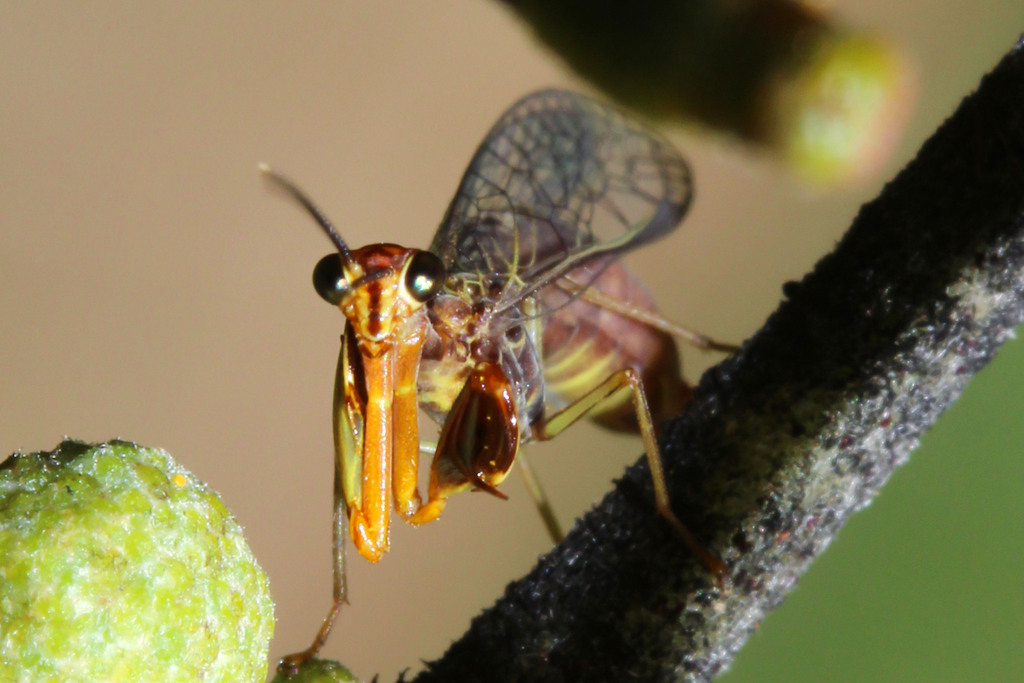 Cercomantispa from Struben Dam on February 21, 2024 at 01:08 PM by ...