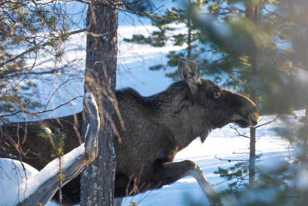 Moose from Inari, Finland on February 20, 2024 at 09:50 AM by György ...