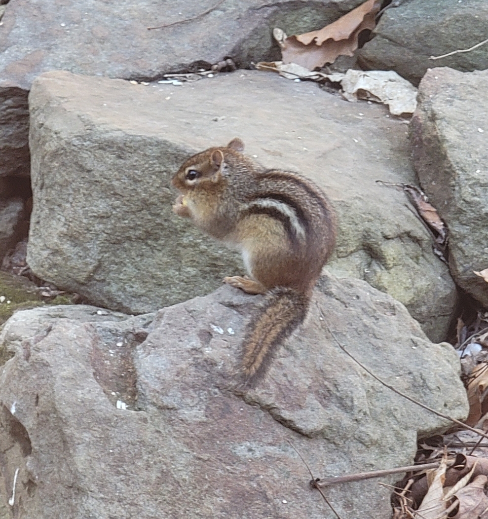 Eastern Chipmunk from Sugar Creek Township, OH, USA on February 21 ...