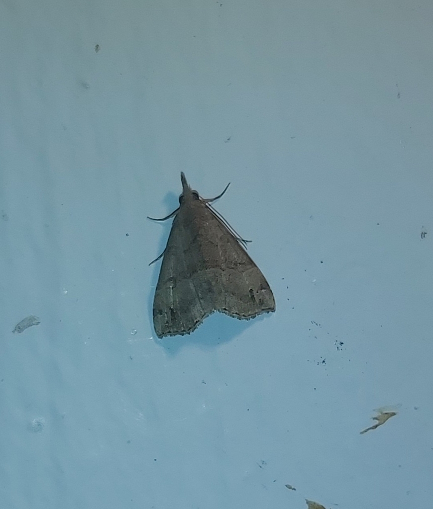 Dichromia occatus from 28750 Bentong, Pahang, Malaysia on September 7 ...