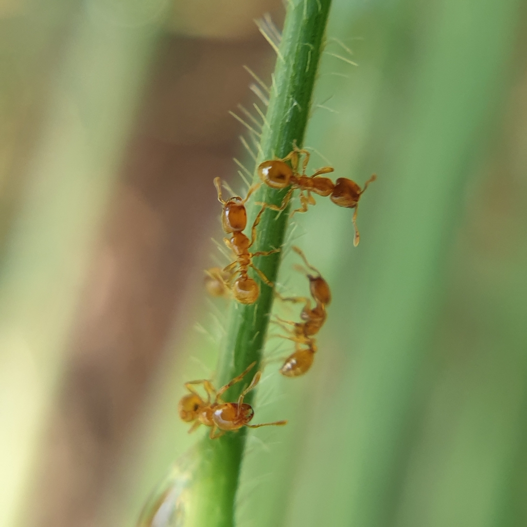 Yellow Fire Ant from Moreleta Park on February 21, 2024 at 09:18 AM by ...