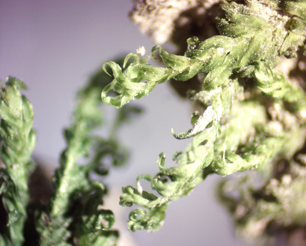 Common Pocket-moss from Essex County, VA, USA on September 28, 2020 at ...