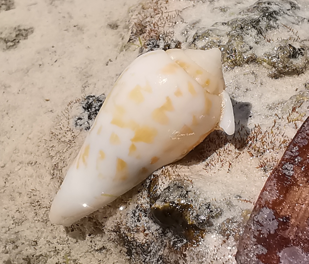 Mauritian conch from JHF3+GC, Diani Beach, Kenya on February 21, 2024 ...