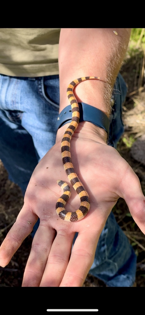 Banded Sand Snake from Tonto National Forest, Fort McDowell, AZ, US on ...