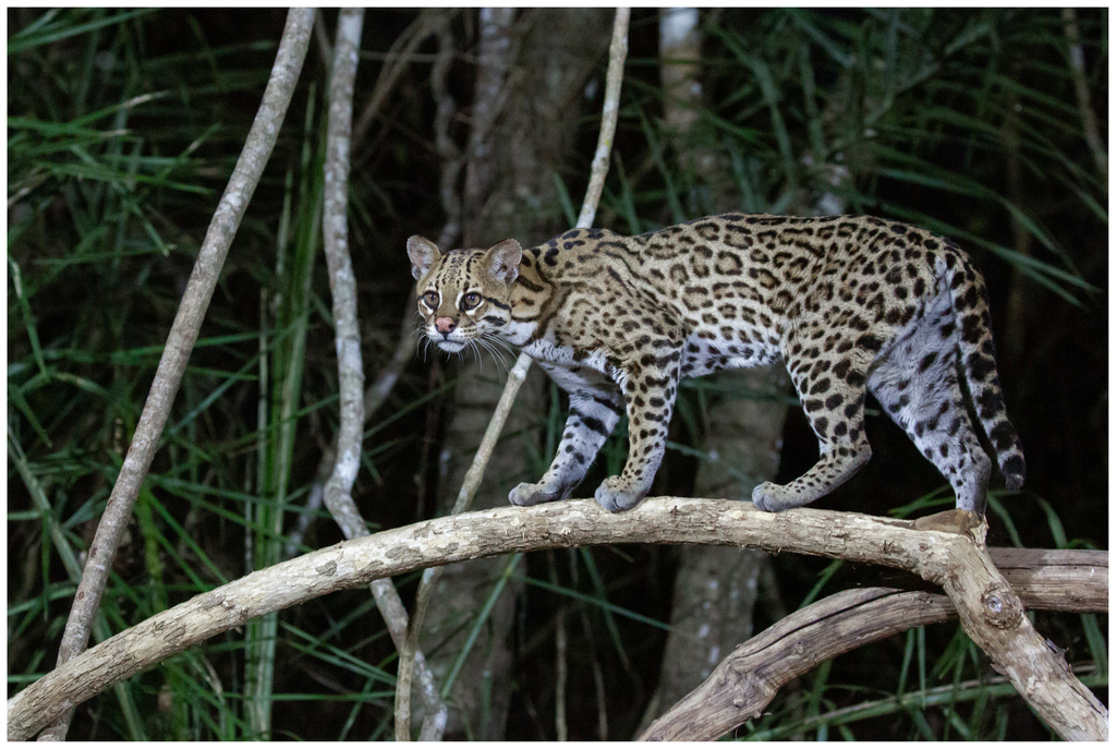 Ocelot (Leopardus pardalis) - Know Your Mammals
