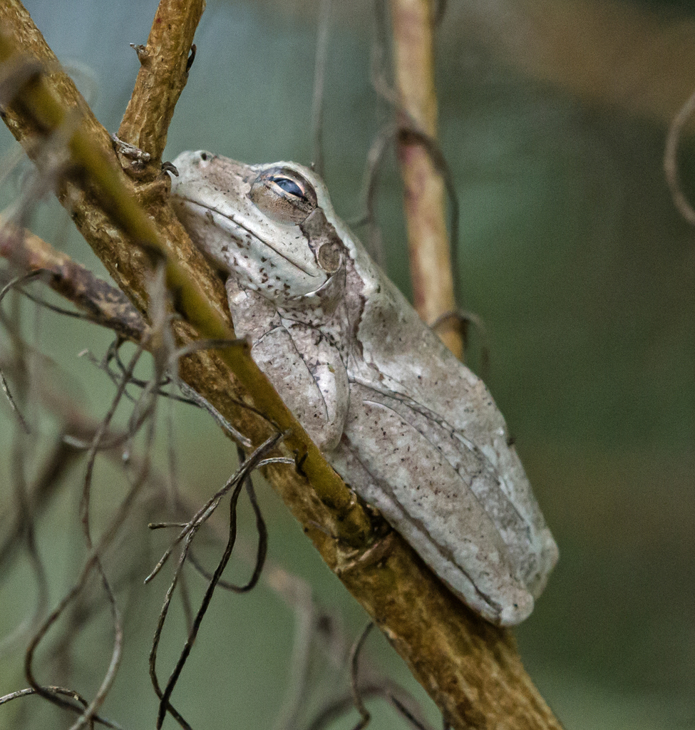 Pine Woods Tree Frog from Everglades National Park, Florida, USA on ...
