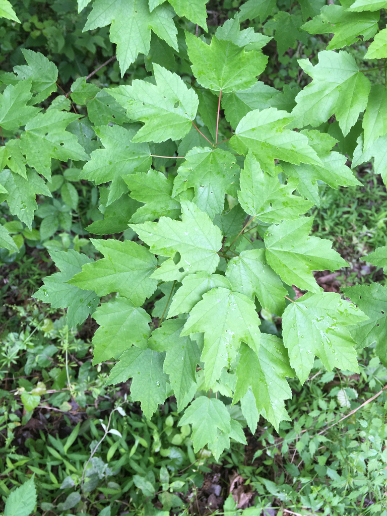 Carolina Red Maple from 1037 Andrews Store Rd, Pittsboro, NC, US on ...