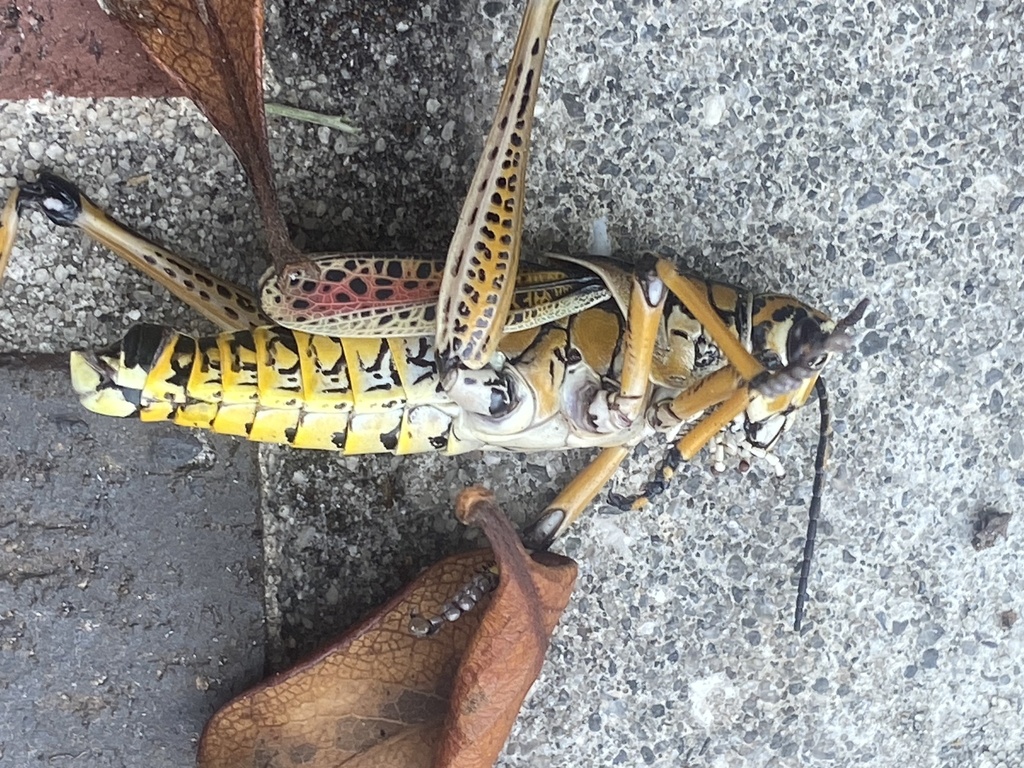 Eastern Lubber Grasshopper from Berns Park, Tampa, FL, US on June 6 ...