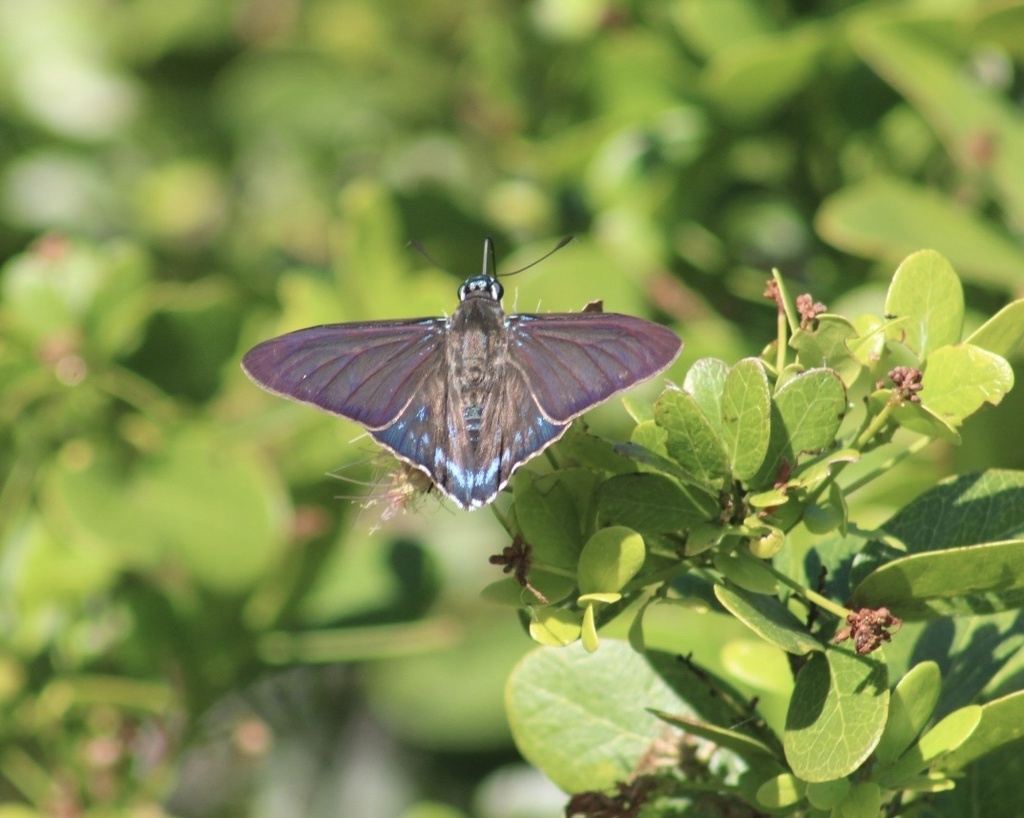 Florida Mangrove Skipper from Long Key State Park, Long Key, FL, US on ...