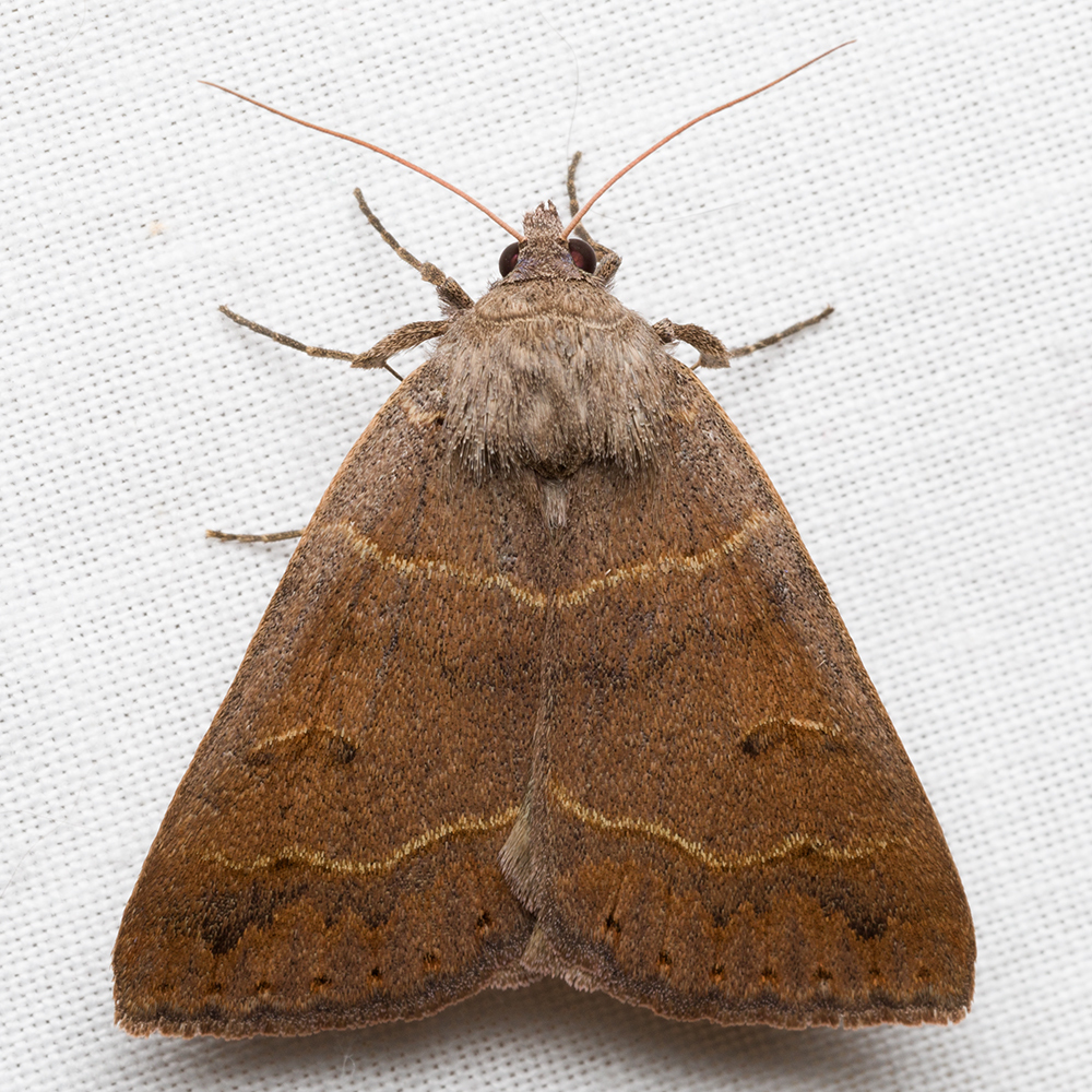 Common Oak Moth from Shelby County, AL, USA on February 20, 2024 at 06: ...