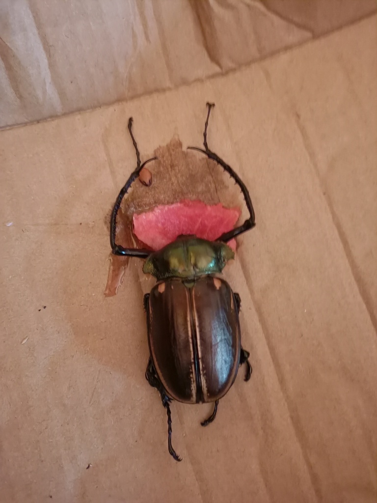 Cheirotonus jansoni from 溆浦县, 怀化市, 湖南省, CN on November 5, 2021 at 11:46 ...